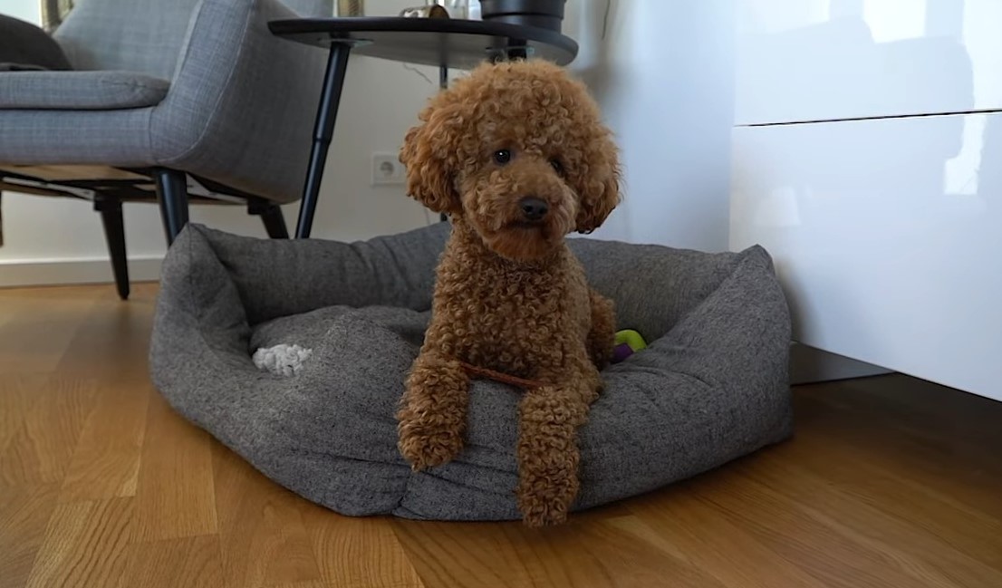 Vrste pudlica - Koja je razlika između patuljaste i toy pudle? - Labrador